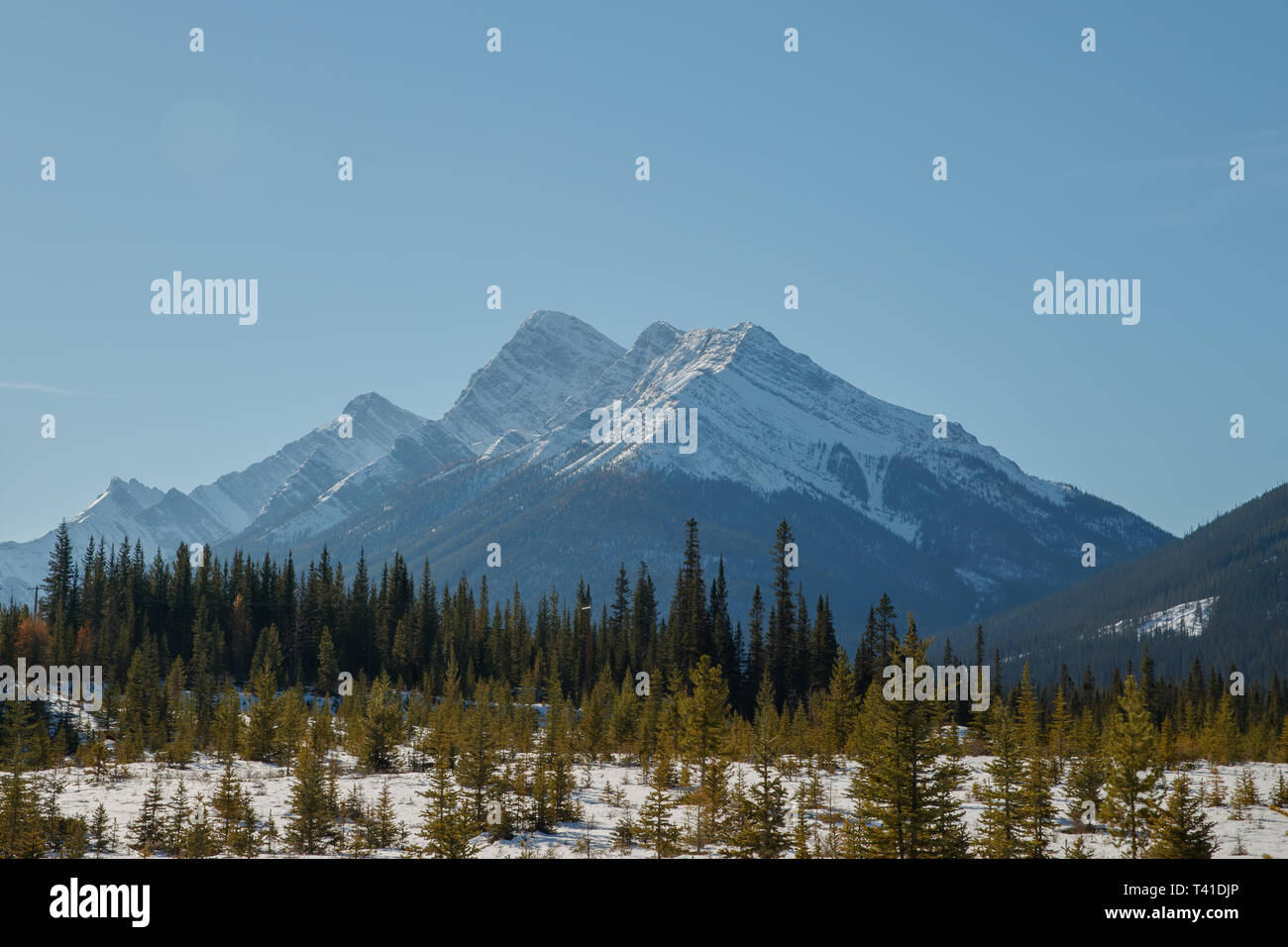 Mountain goat banff national park hi-res stock photography and images ...