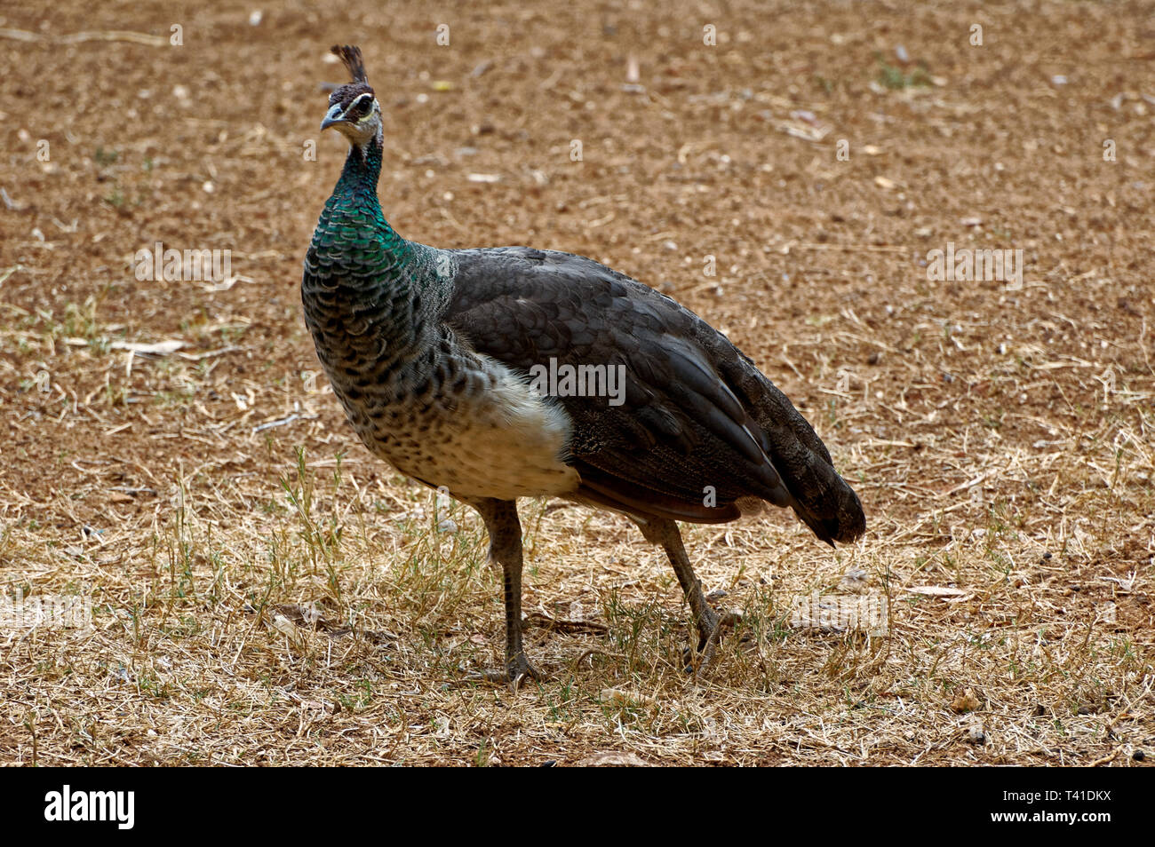 Laying peacock hi-res stock photography and images - Alamy