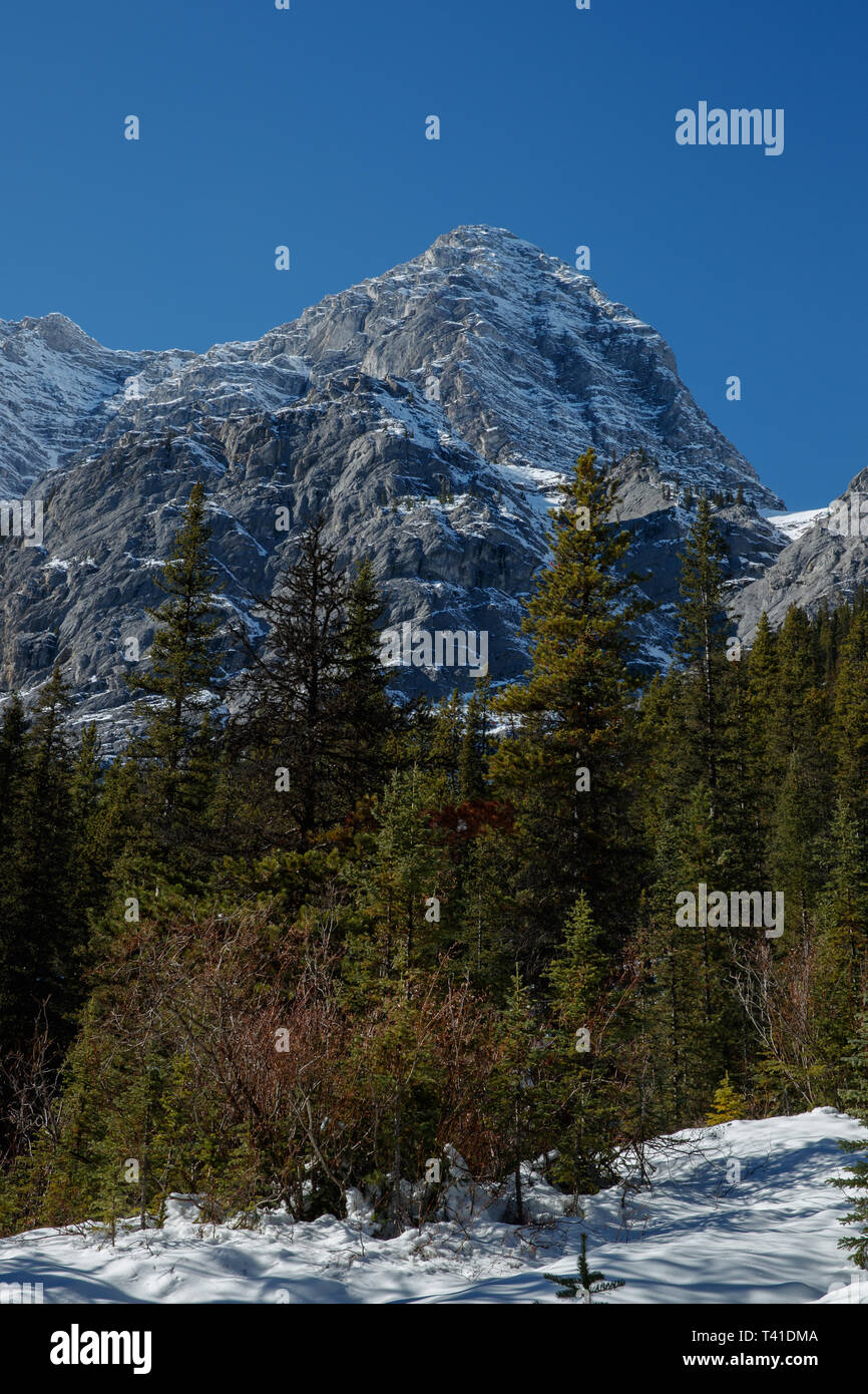 Mountain goat banff national park hi-res stock photography and images ...