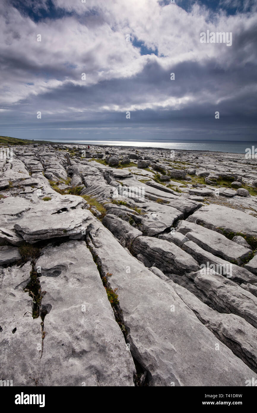 Republic of Ireland, County Clare, The Burren at Black Head. Grike and ...