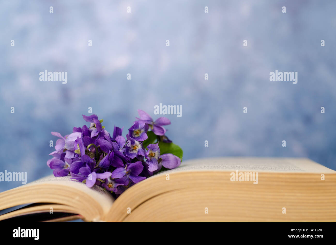 Vintage romantic background with old book, violet flowers and copy ...