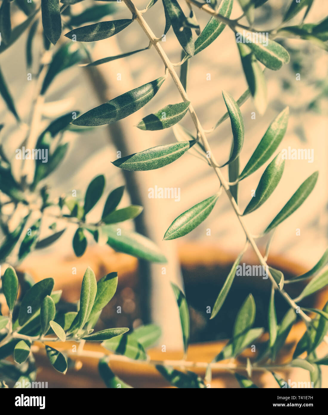 Mediterranean nature, botanical background and summertime concept ...