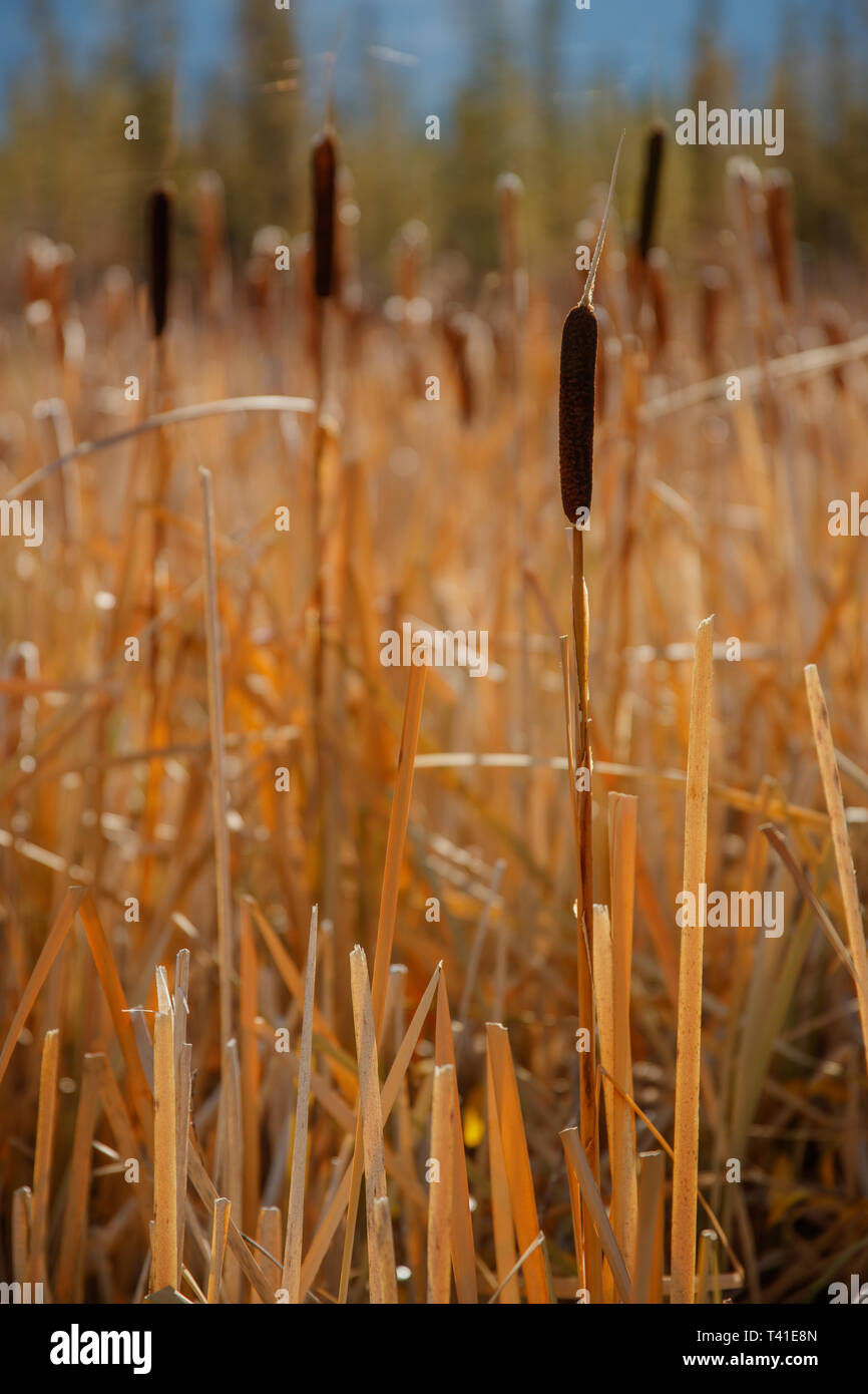 Cattail Reeds at Vermilion Lakes in Banff, Alberta, Canada Stock Photo ...