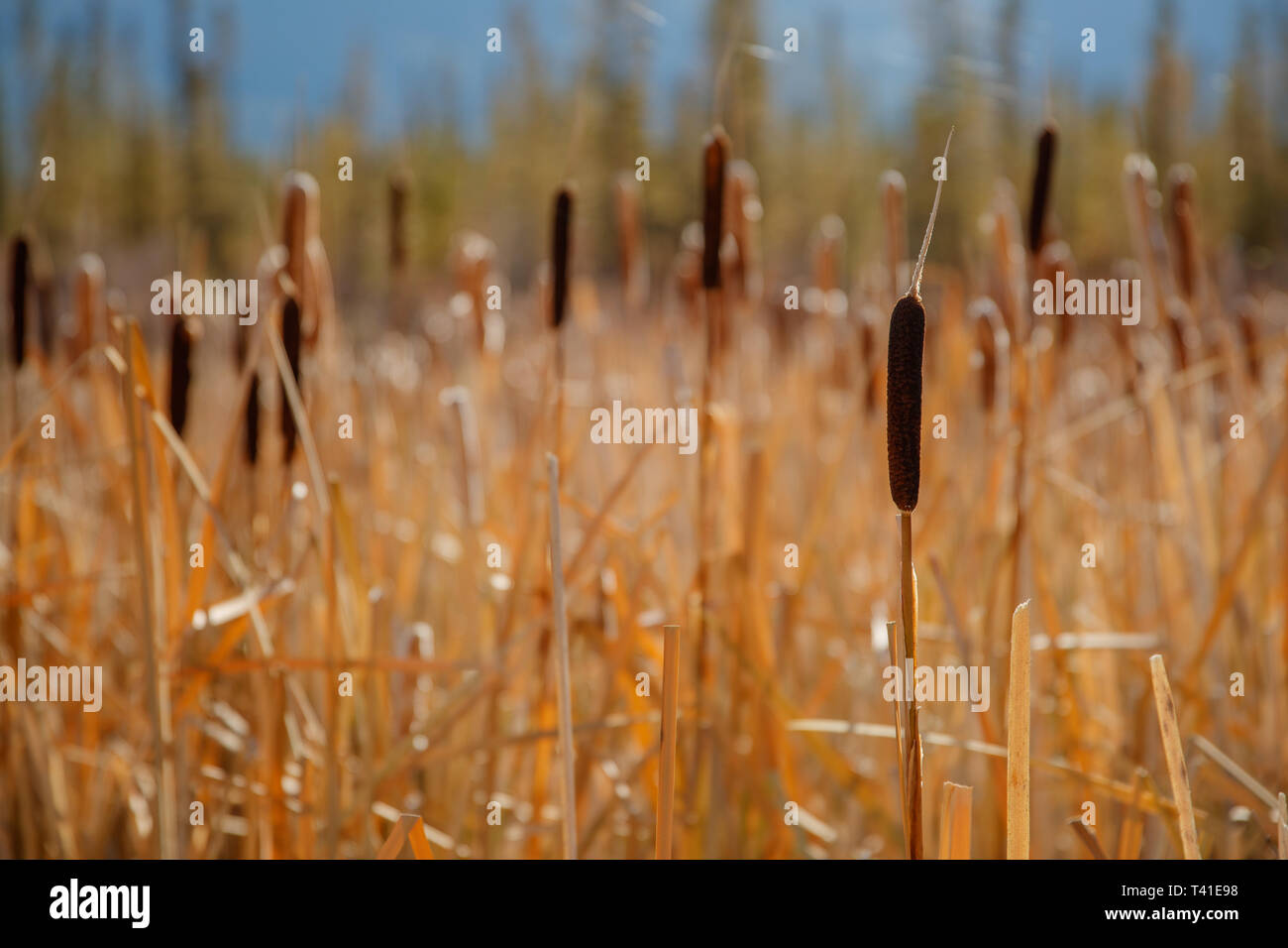Reed water wetland cattail hi-res stock photography and images - Alamy