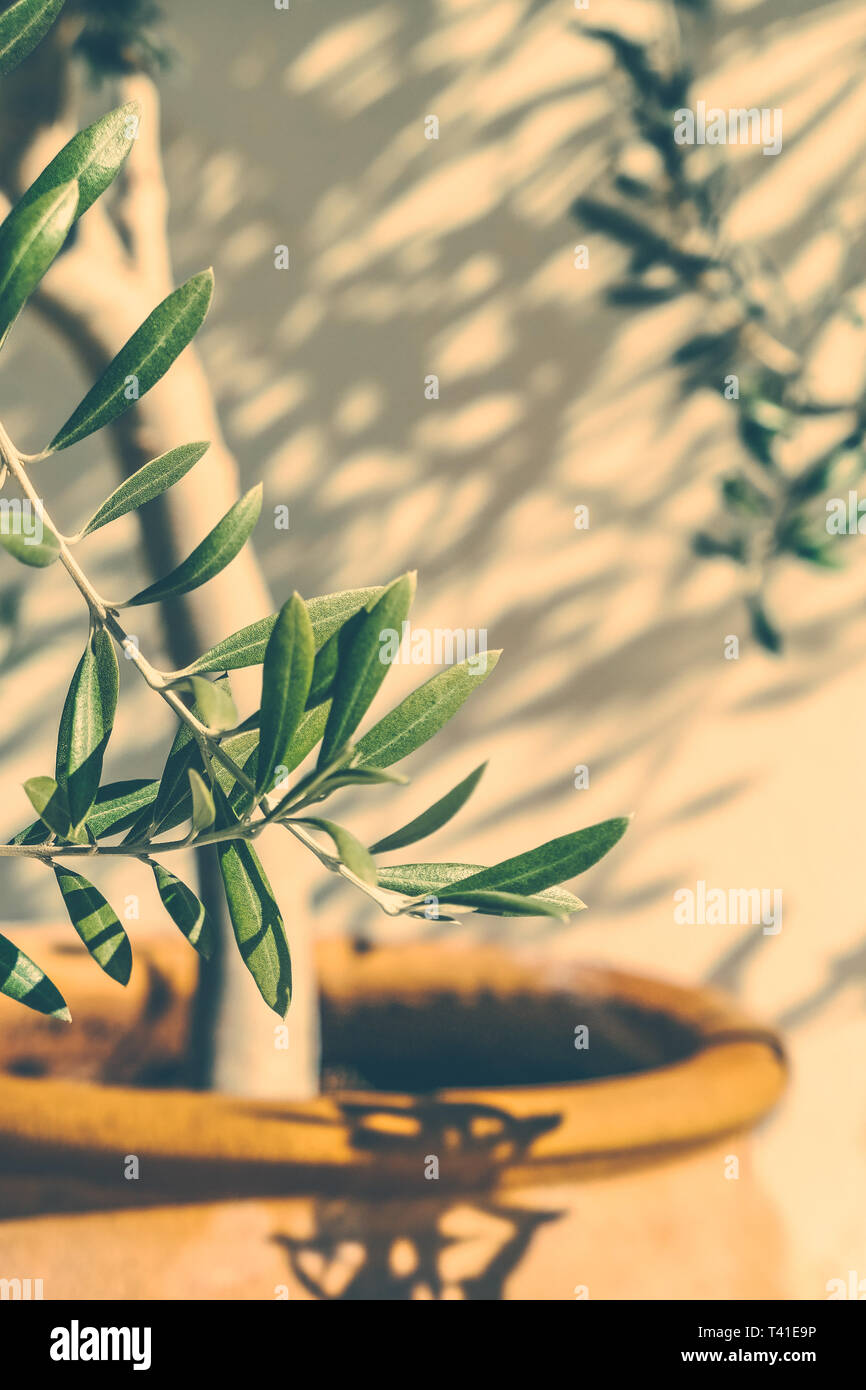 Mediterranean nature, botanical background and summertime concept ...