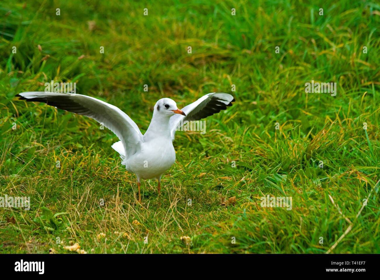 Black Headed gull with wings raised Stock Photo - Alamy