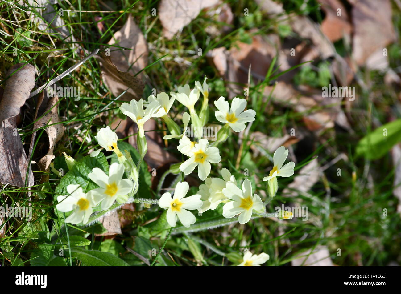 Primula Officinalis High Resolution Stock Photography and Images - Alamy