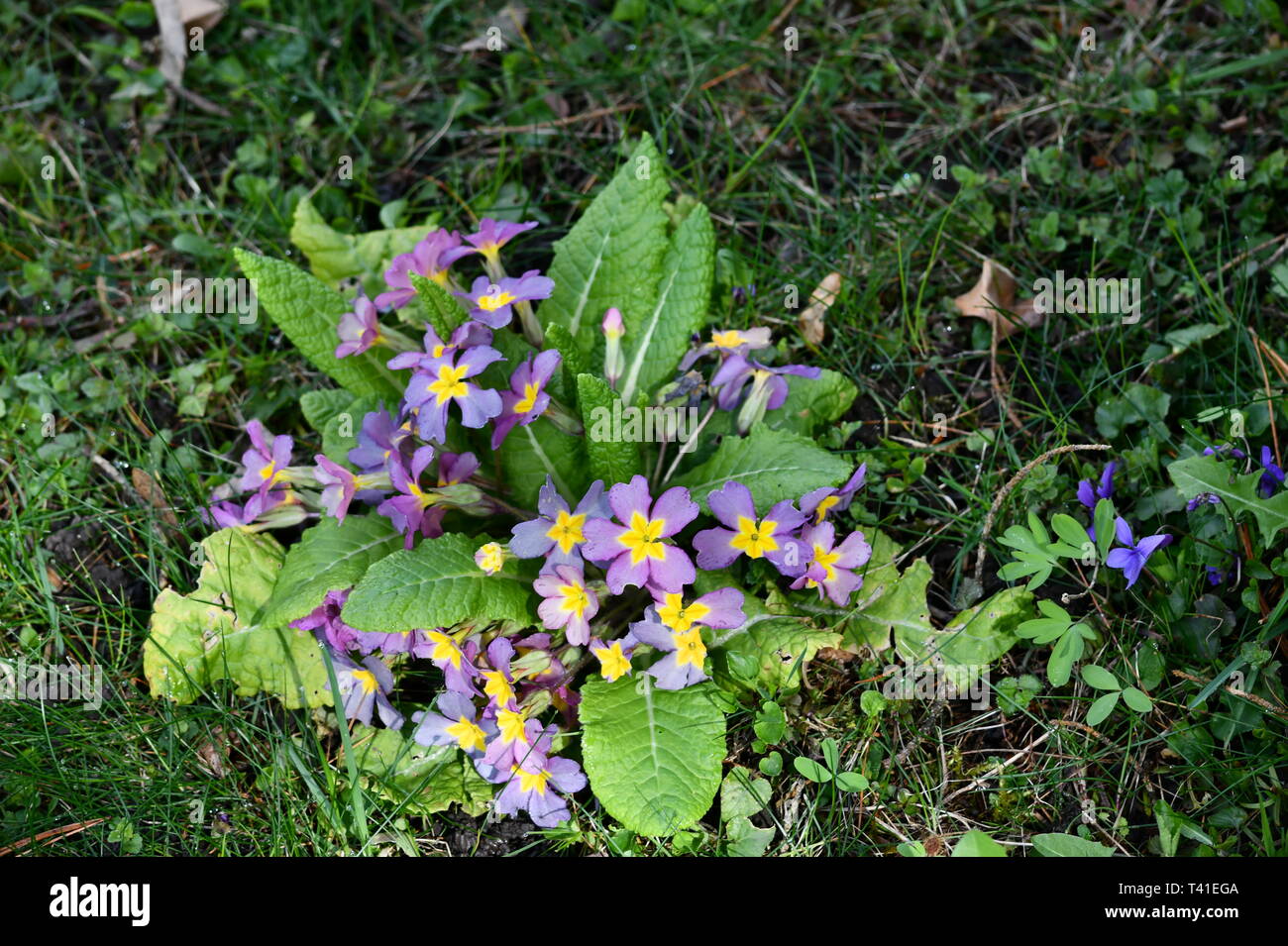 Violet blosoms hi-res stock photography and images - Alamy