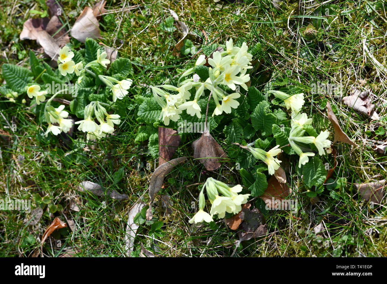 first signs of spring - beautiful primroses in the garden Stock Photo ...
