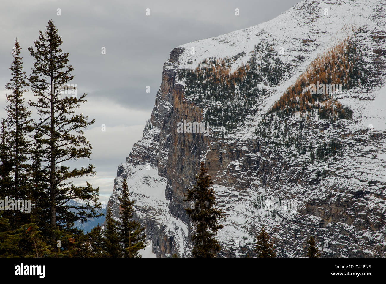 Banff mountain trees hi-res stock photography and images - Alamy