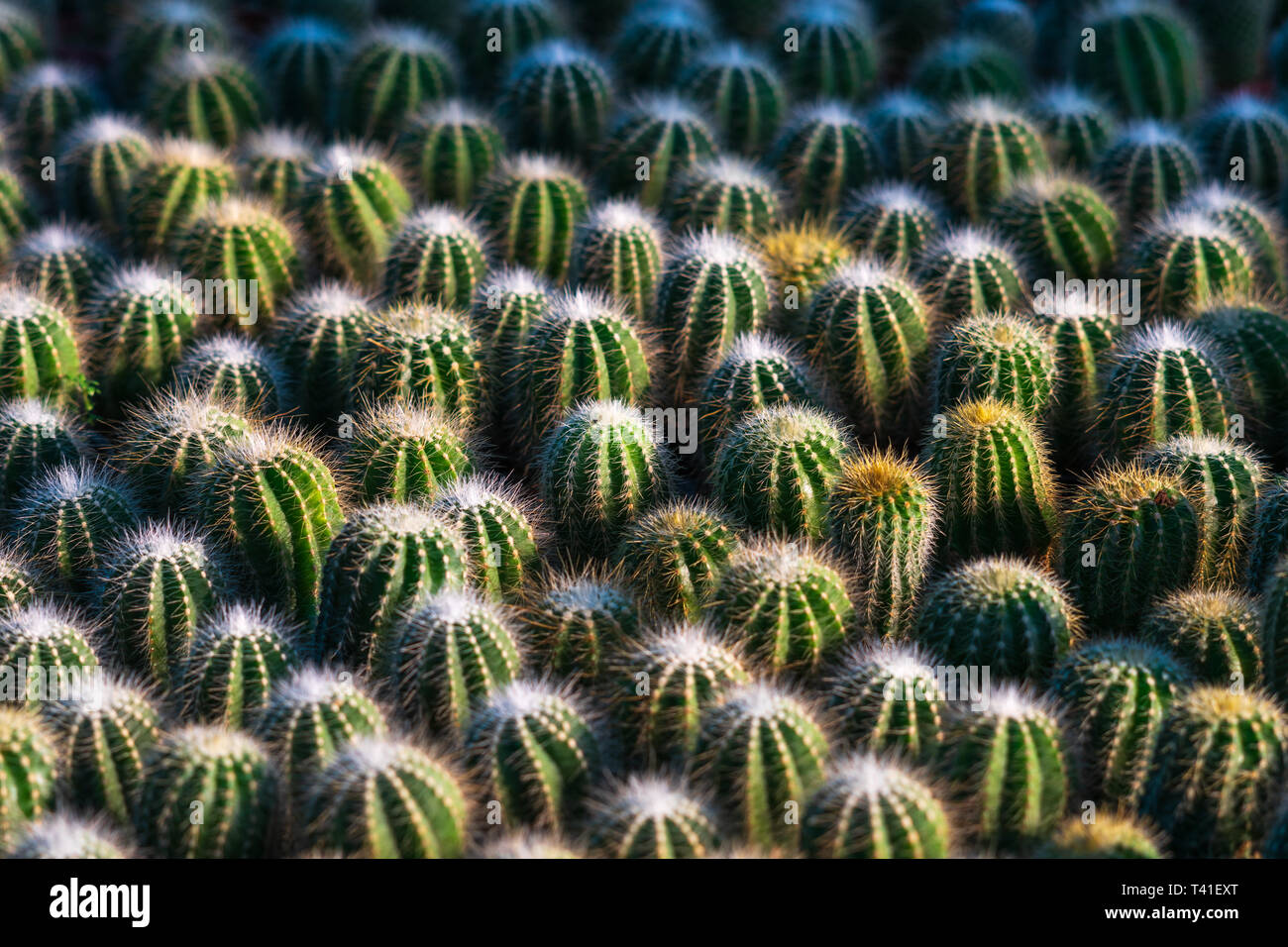 Beautiful many vibrant green small cactus pattern texture for ...