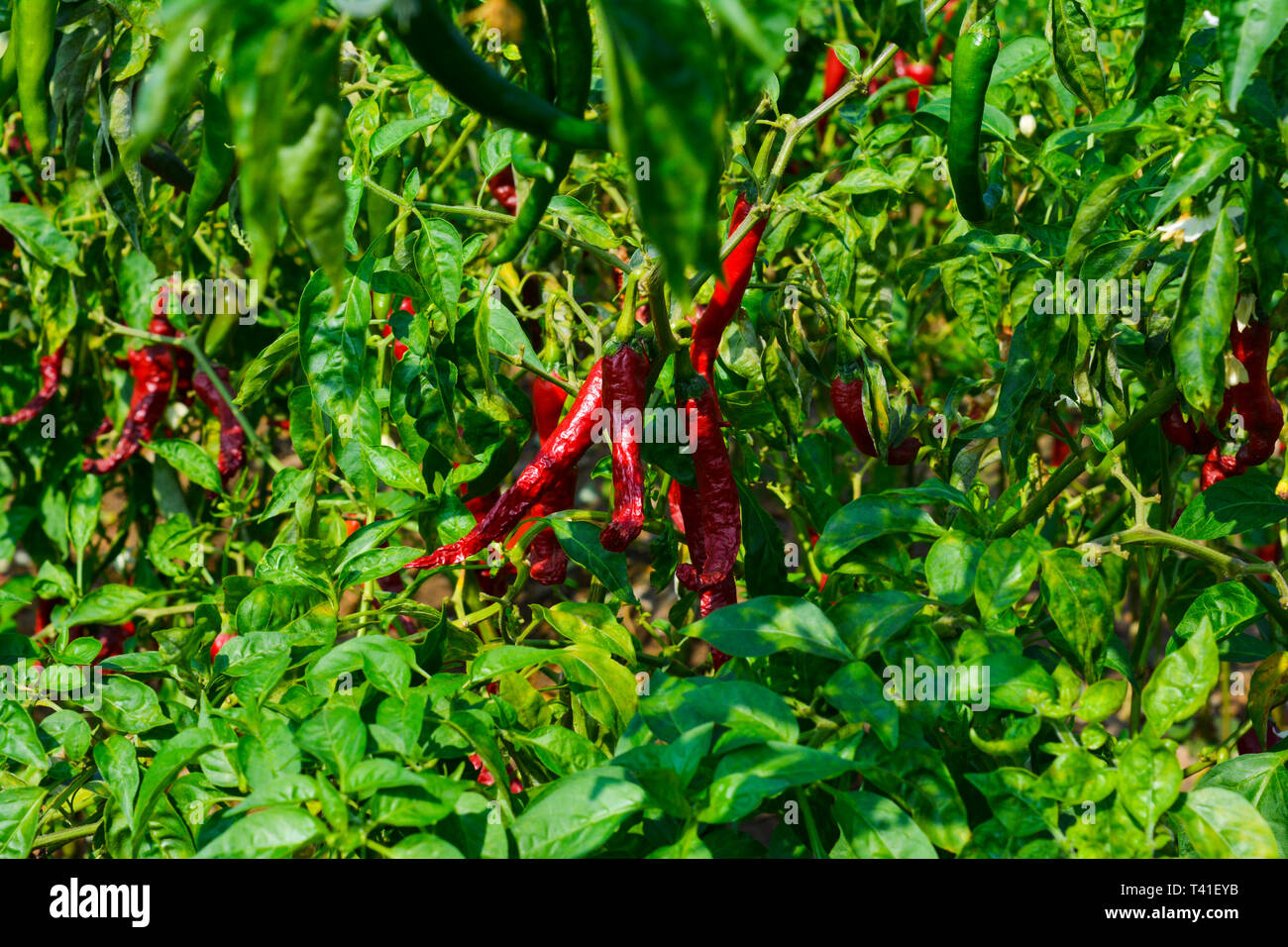 Red chilli tree hi-res stock photography and images - Alamy