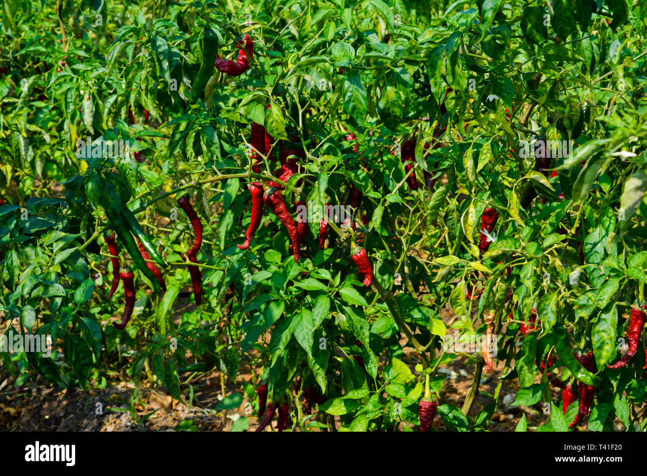 Red Chilli Pepper Plant Stock Photo - Alamy