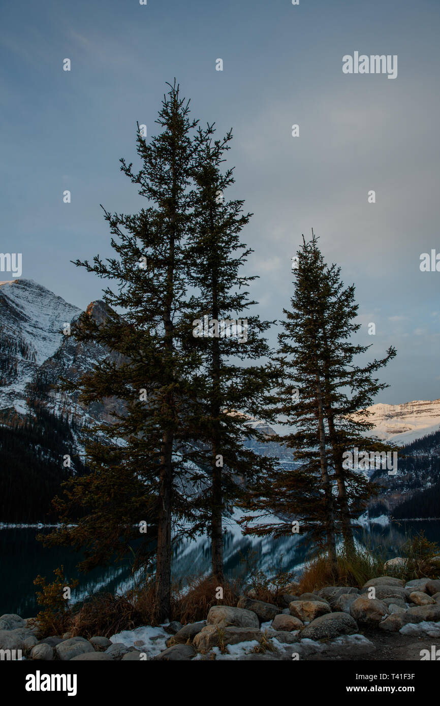 Trees overlooking Lake Louise, Banff National Park, Canada Stock Photo ...