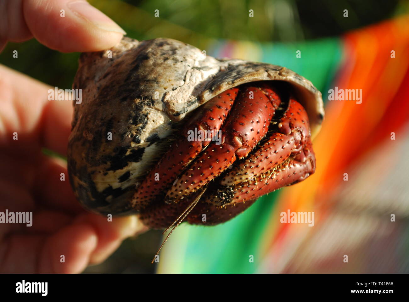 Isla de mona hi-res stock photography and images - Alamy