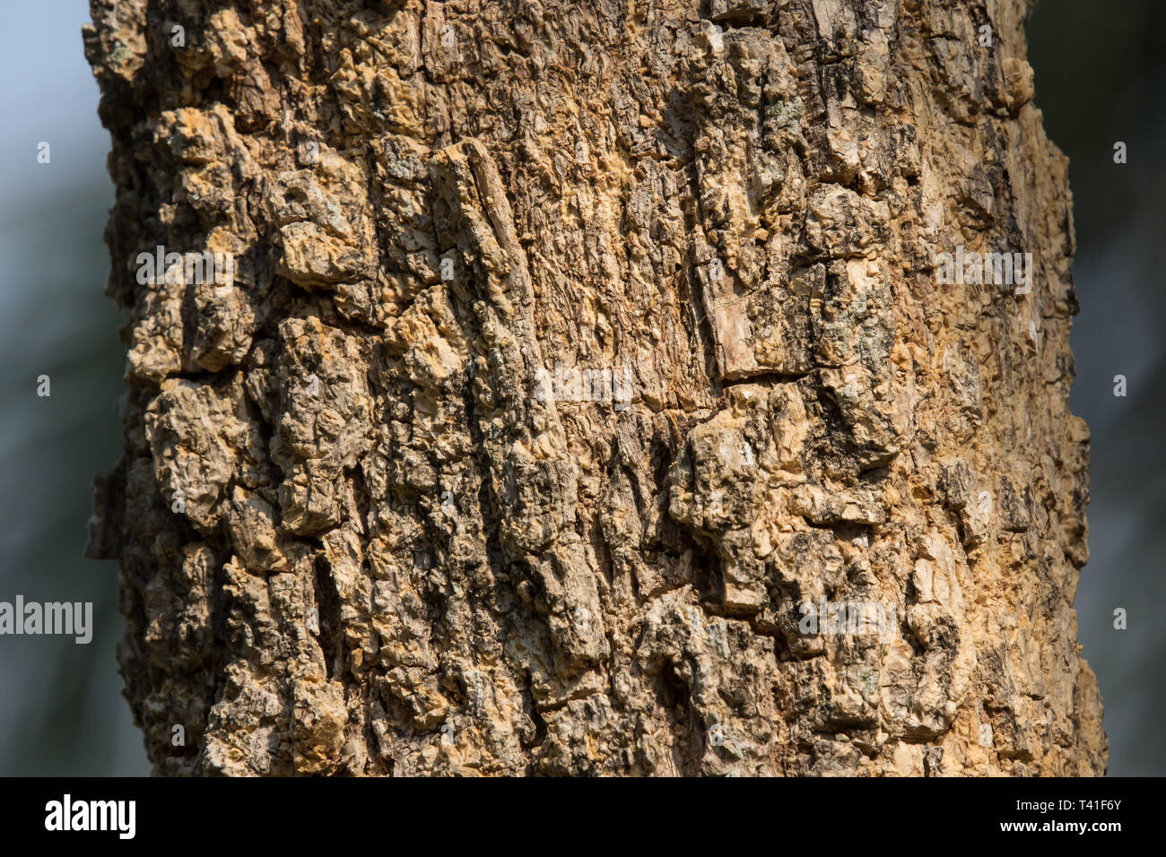 Indian cork flowers hi-res stock photography and images - Alamy