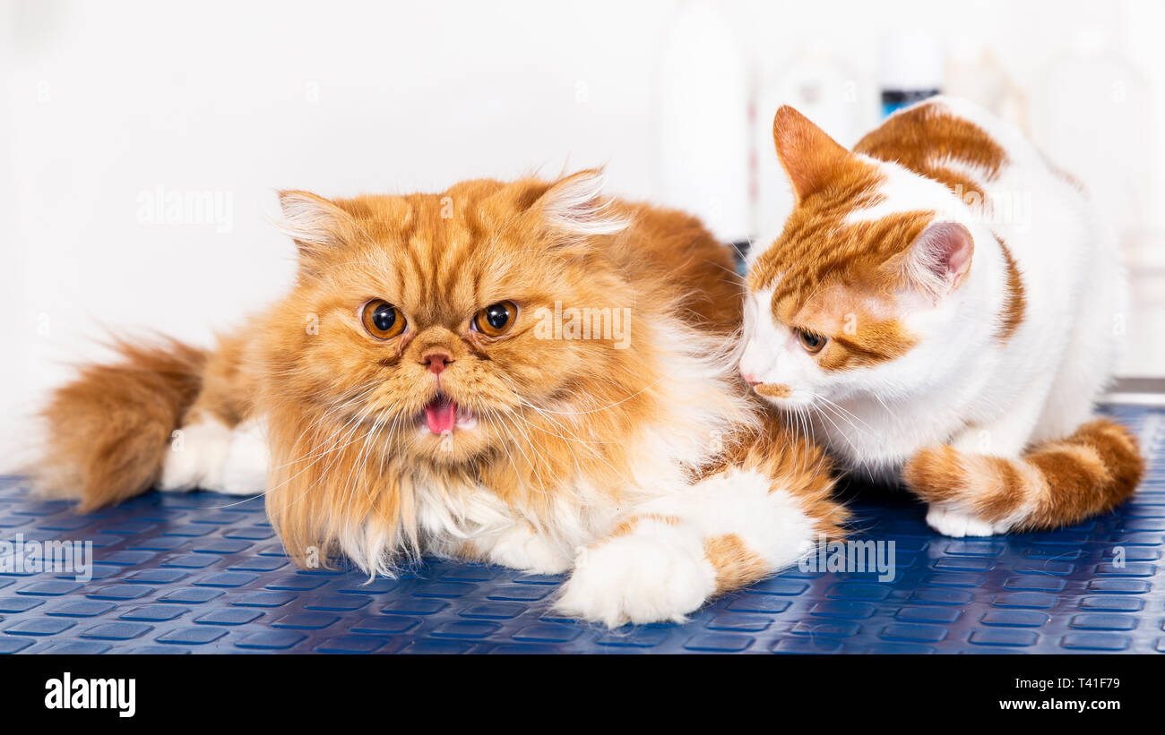 Woman holding two cats hi-res stock photography and images - Alamy