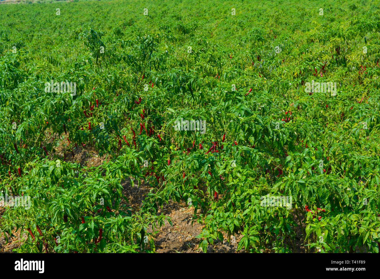 Red Chilli Pepper Plant Stock Photo - Alamy
