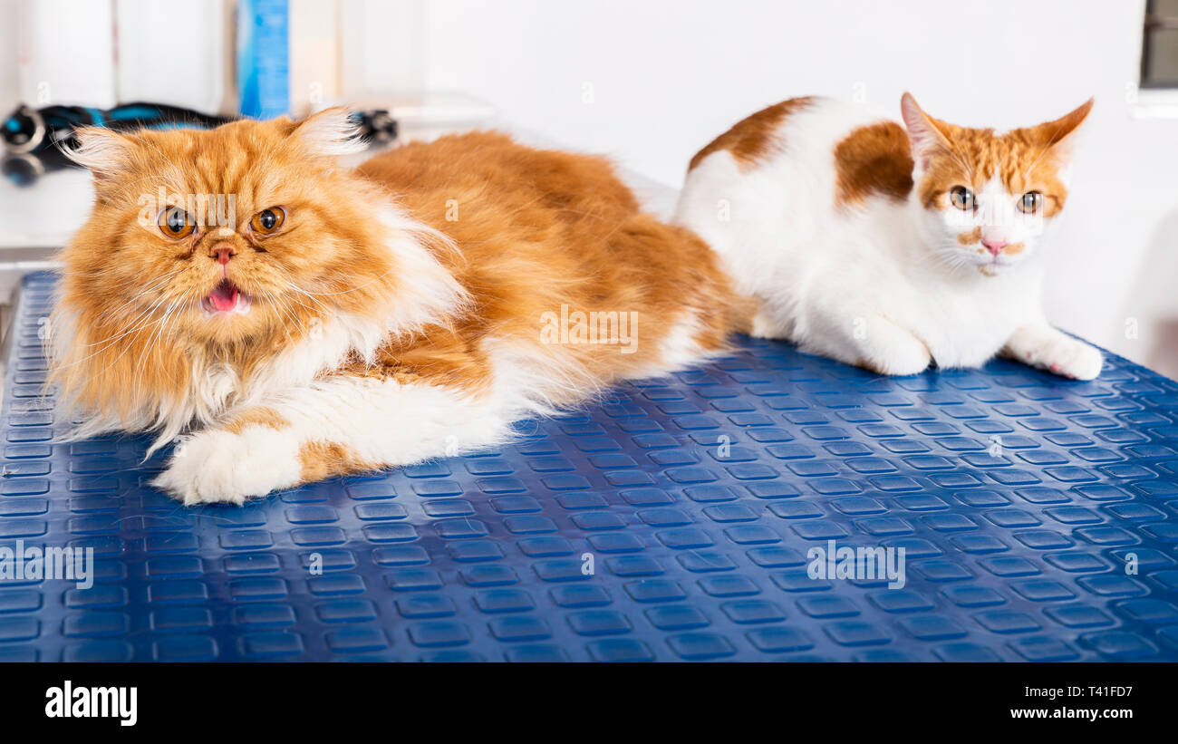 two cats on the table of a veterinarian, image Stock Photo - Alamy