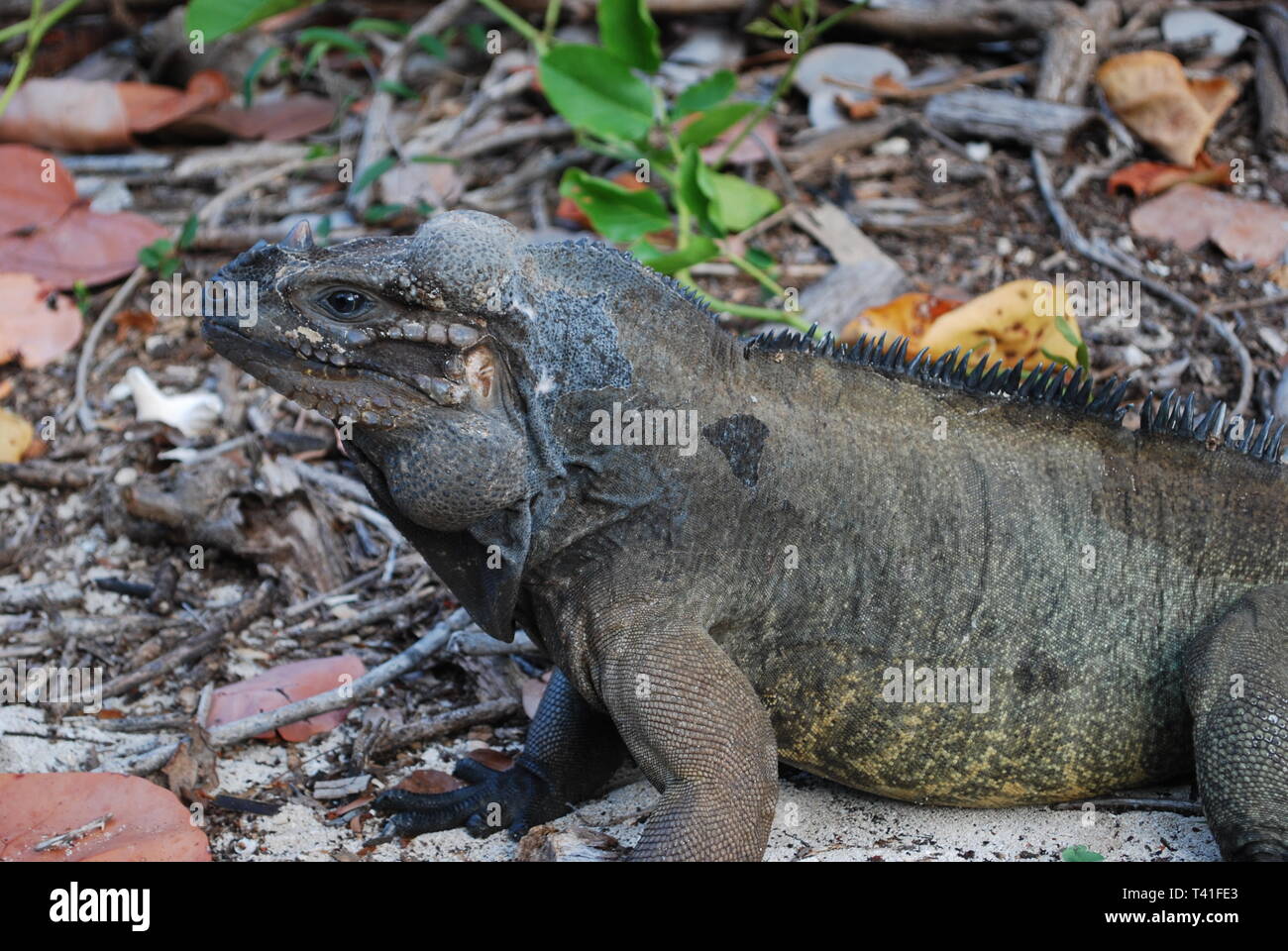 Iguana De Mona Puerto Rico