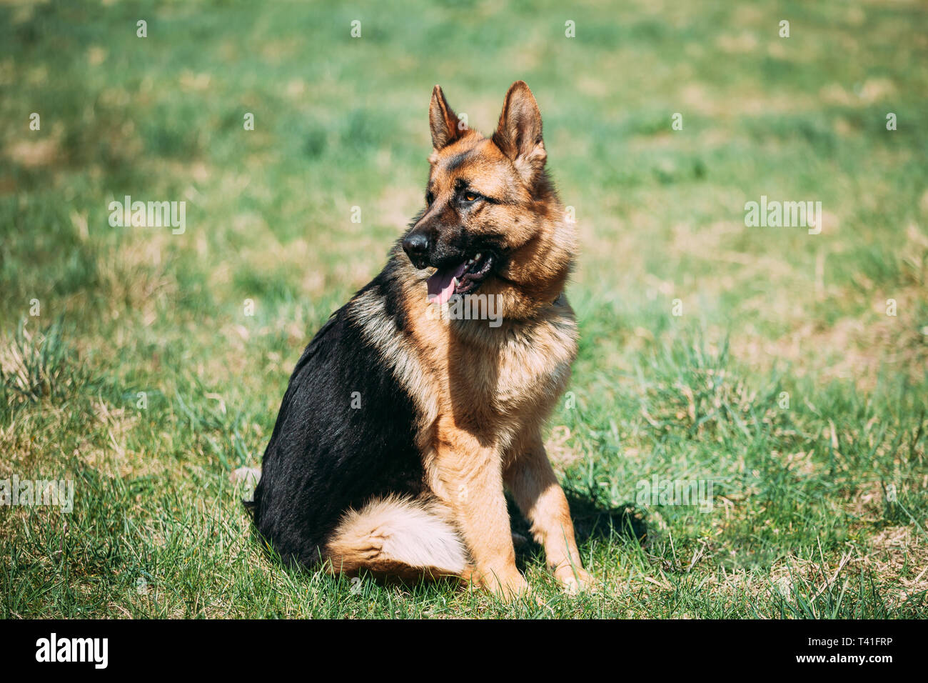 Beautiful Tired Brown German Shepherd Dog Sitting In Green Grass in ...