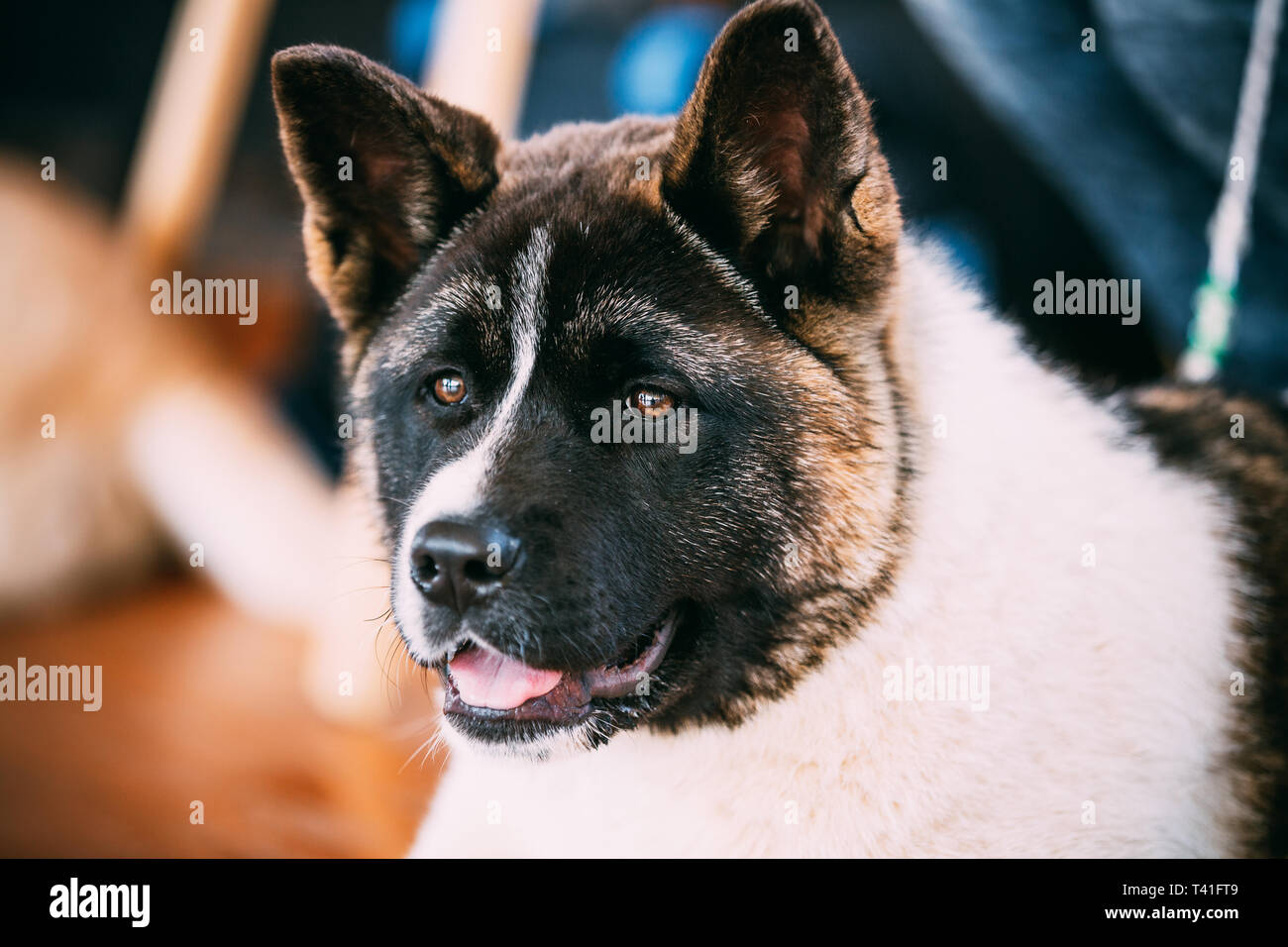 Black akita hi-res stock photography and images - Alamy