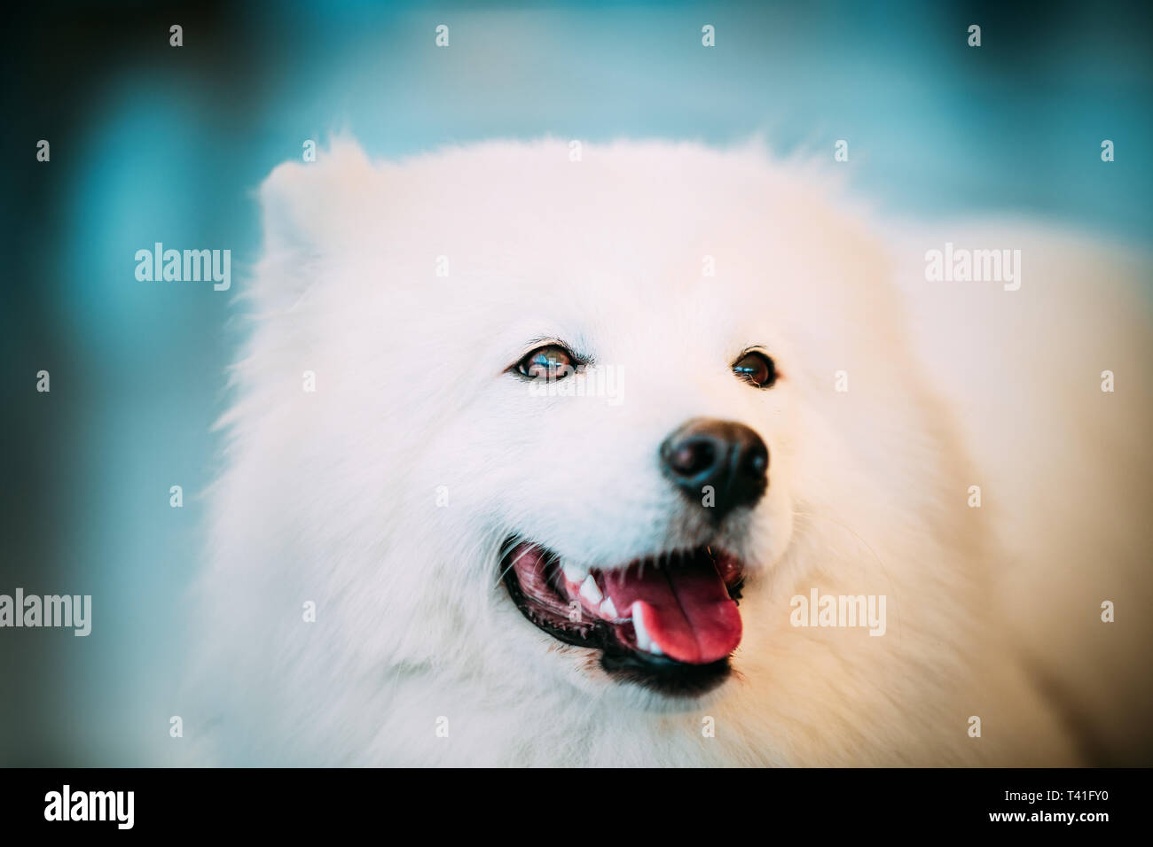 Samoyed close up hi-res stock photography and images - Alamy