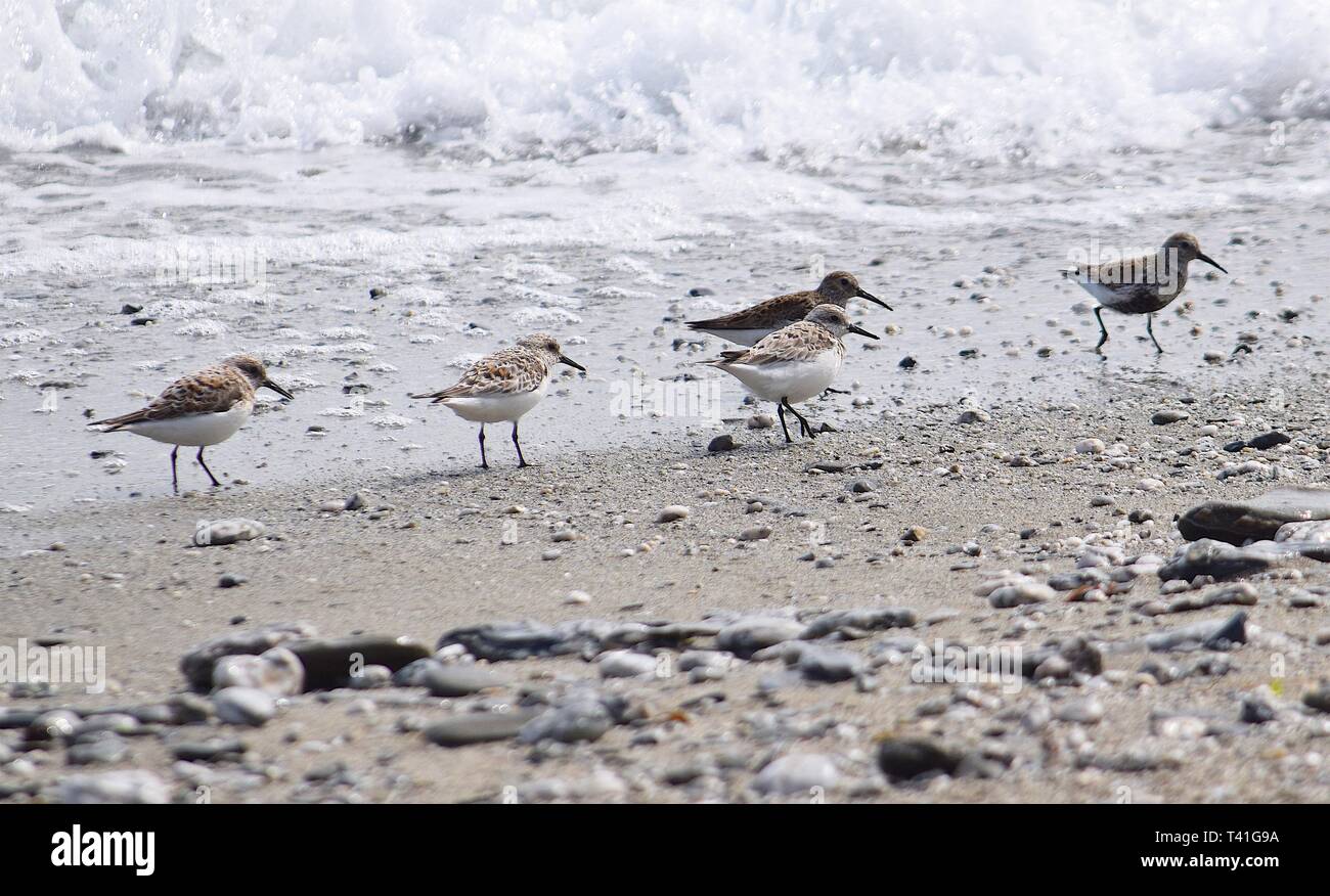Dunlin & Sanderling 170516 Stock Photo - Alamy