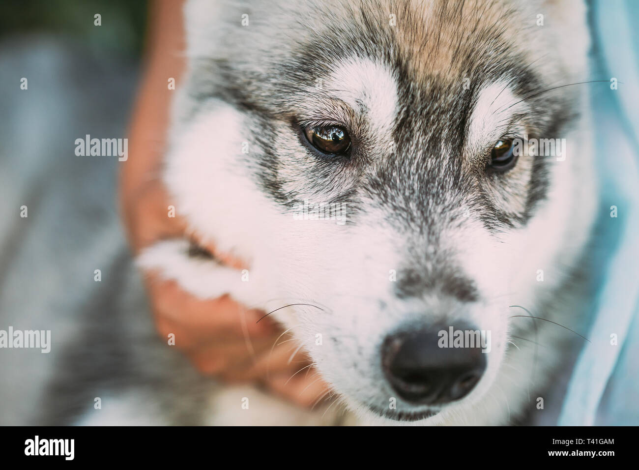 Puppy Dog Husky Close Up Portrait Stock Photo - Alamy