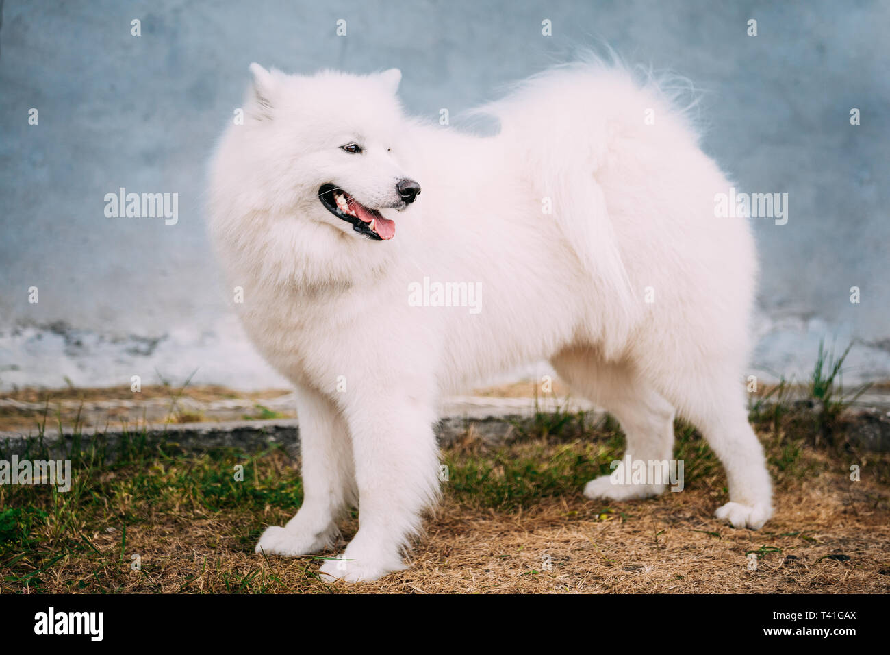 White Samoyed Bjelkier Dog Standing Outdoor on old stone wall ...