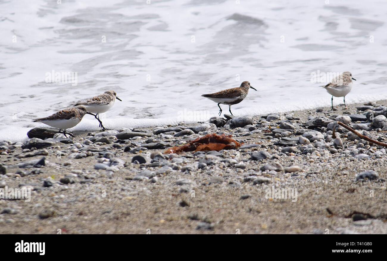 Dunlin slightly down curved bill hi-res stock photography and images ...