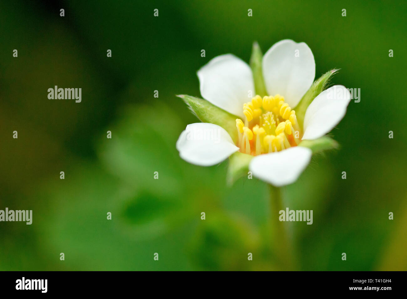 Native strawberry plants hi-res stock photography and images - Alamy