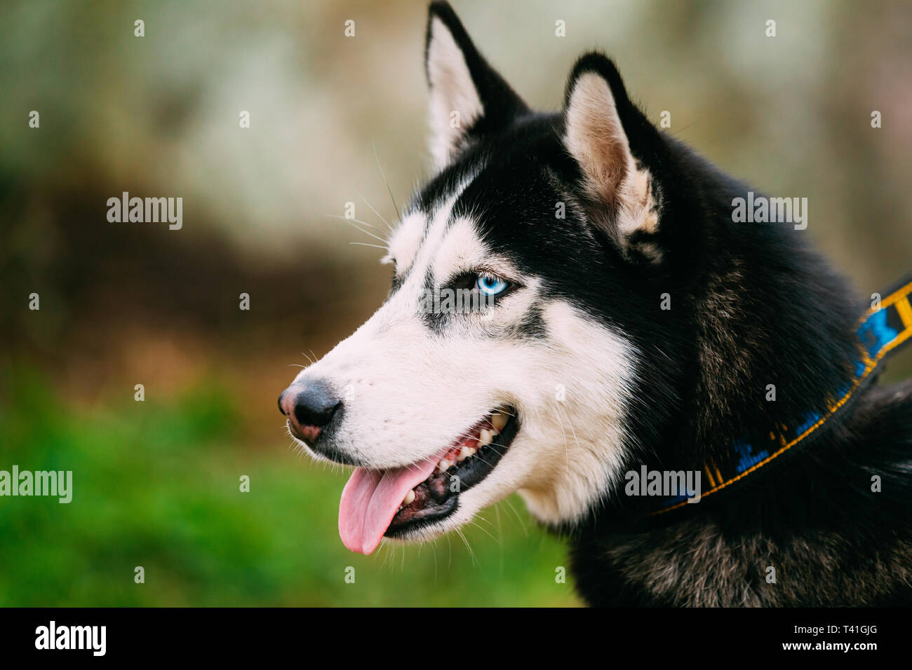 Close Up Outdoor Portrait Of Black Siberian Husky Dog Stock Photo - Alamy