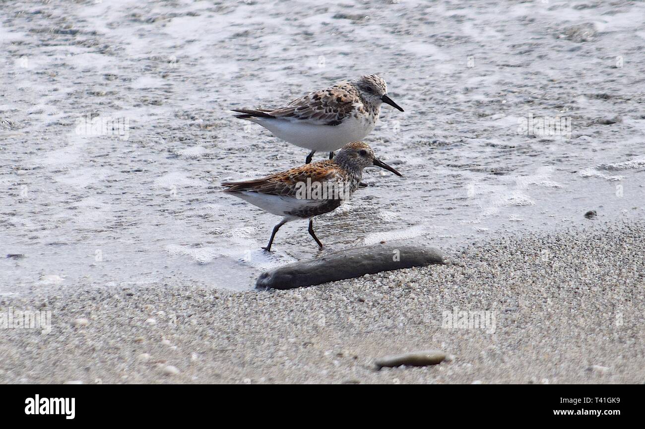 Dunlin slightly down curved bill hi-res stock photography and images ...