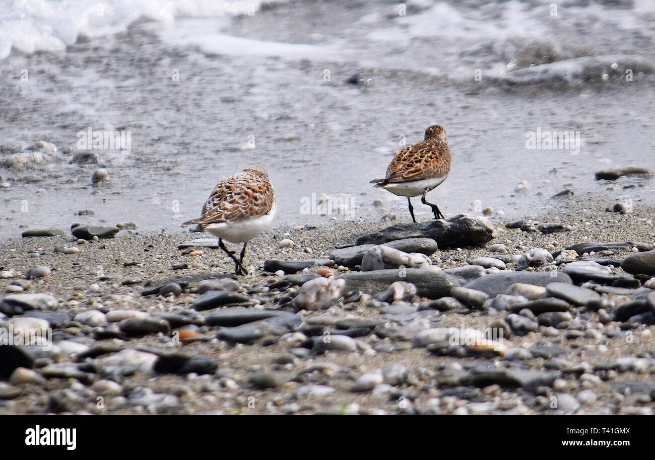 Dunlin slightly down curved bill hi-res stock photography and images ...