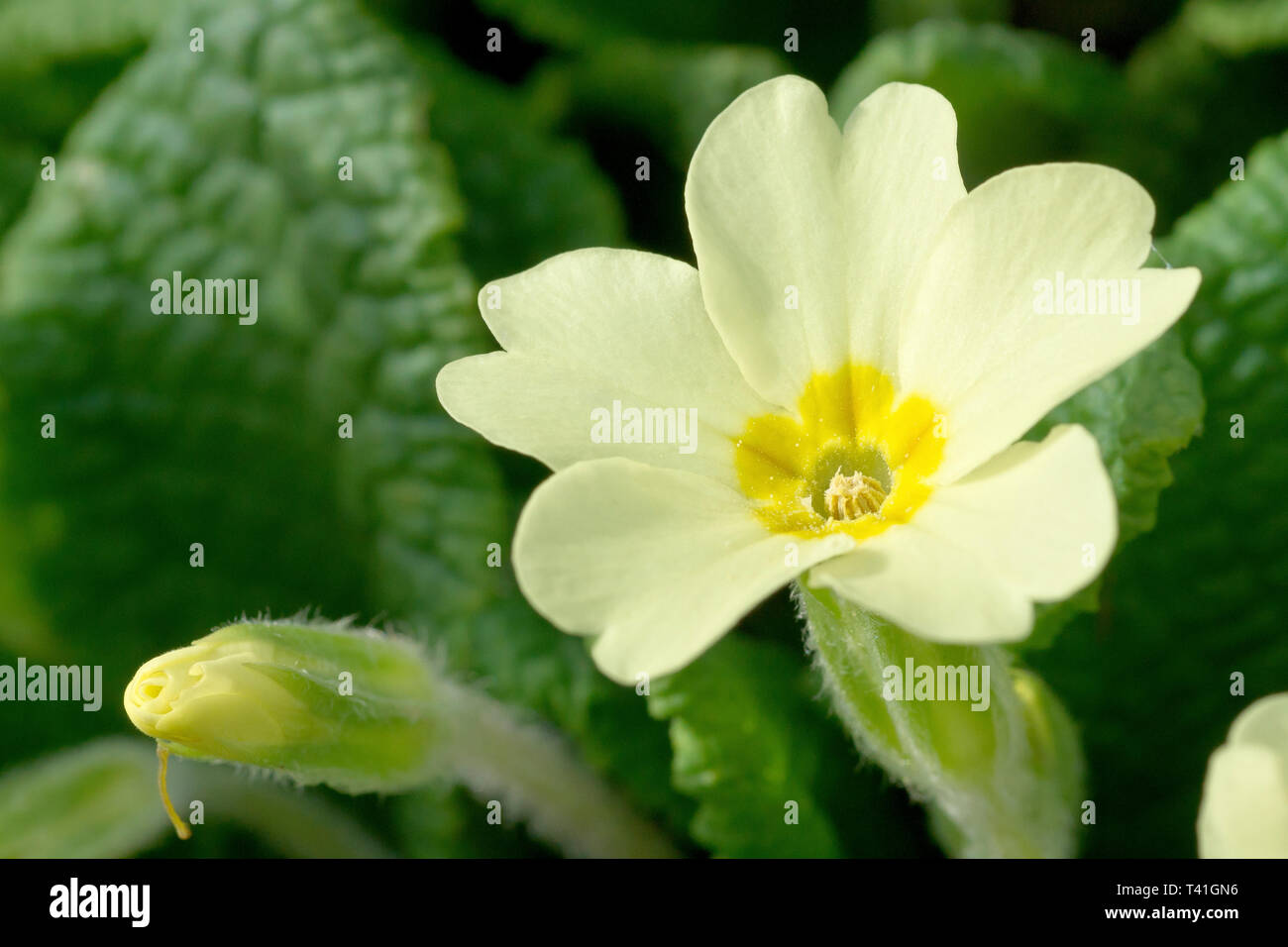 Single yellow primrose flower hi-res stock photography and images - Alamy