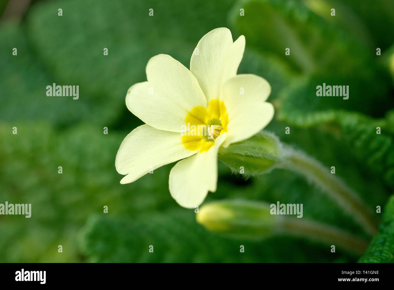 Primrose species hi-res stock photography and images - Alamy
