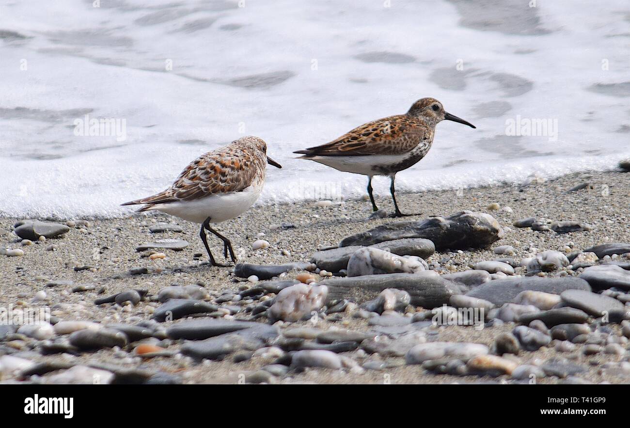 Dunlin slightly down curved bill hi-res stock photography and images ...