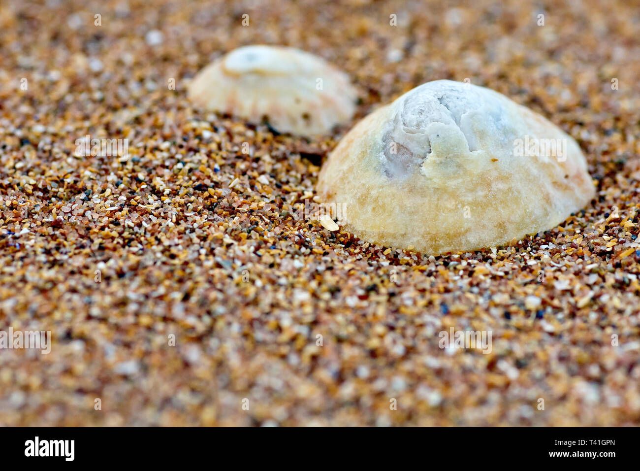 Limpet on beach hi-res stock photography and images - Alamy