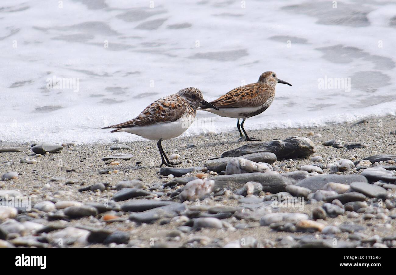 Dunlin & Sanderling 170516 Stock Photo - Alamy
