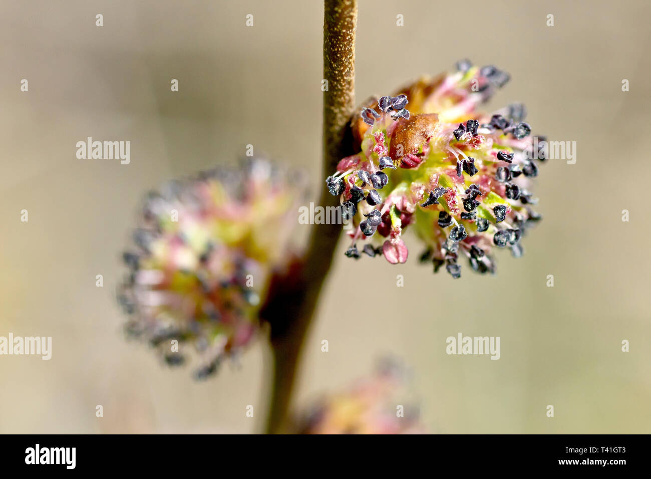 Elm tree flower hi-res stock photography and images - Alamy