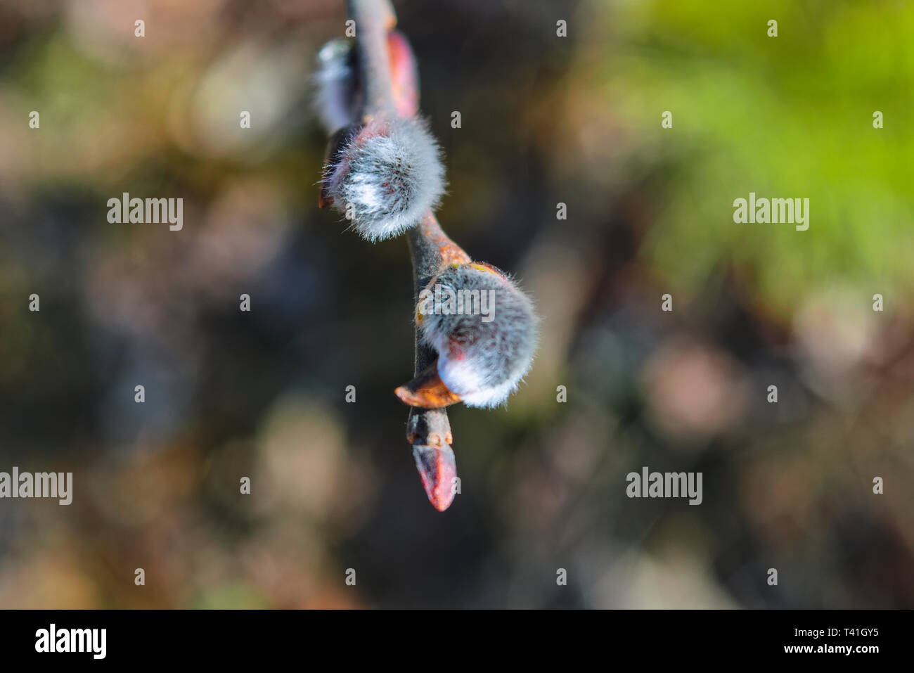 Willow branches closeup in spring on blurred background, willow buds ...