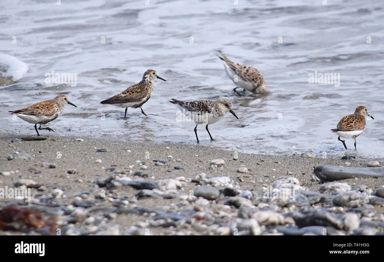 Dunlin slightly down curved bill hi-res stock photography and images ...