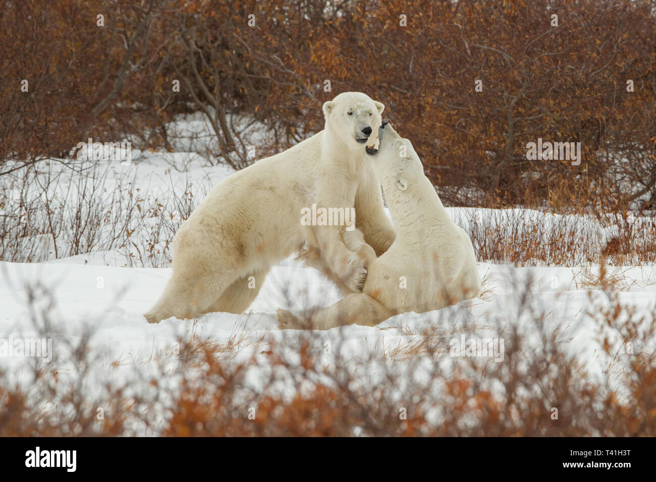Aggressive Polar Bear High Resolution Stock Photography and Images - Alamy