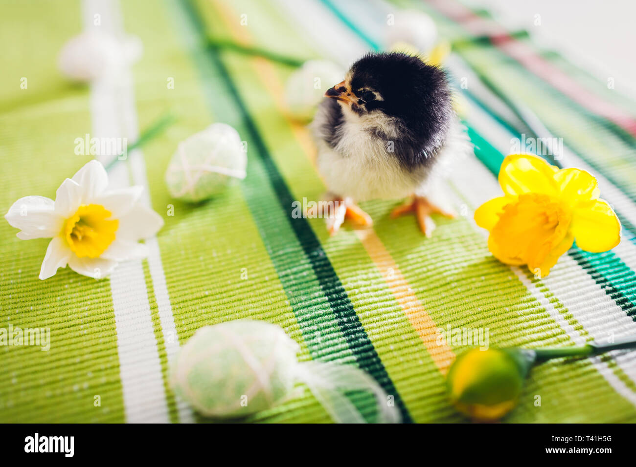 Baby chicken walking hi-res stock photography and images - Alamy