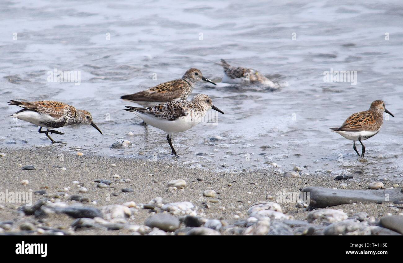 Dunlin & Sanderling 170516 Stock Photo - Alamy