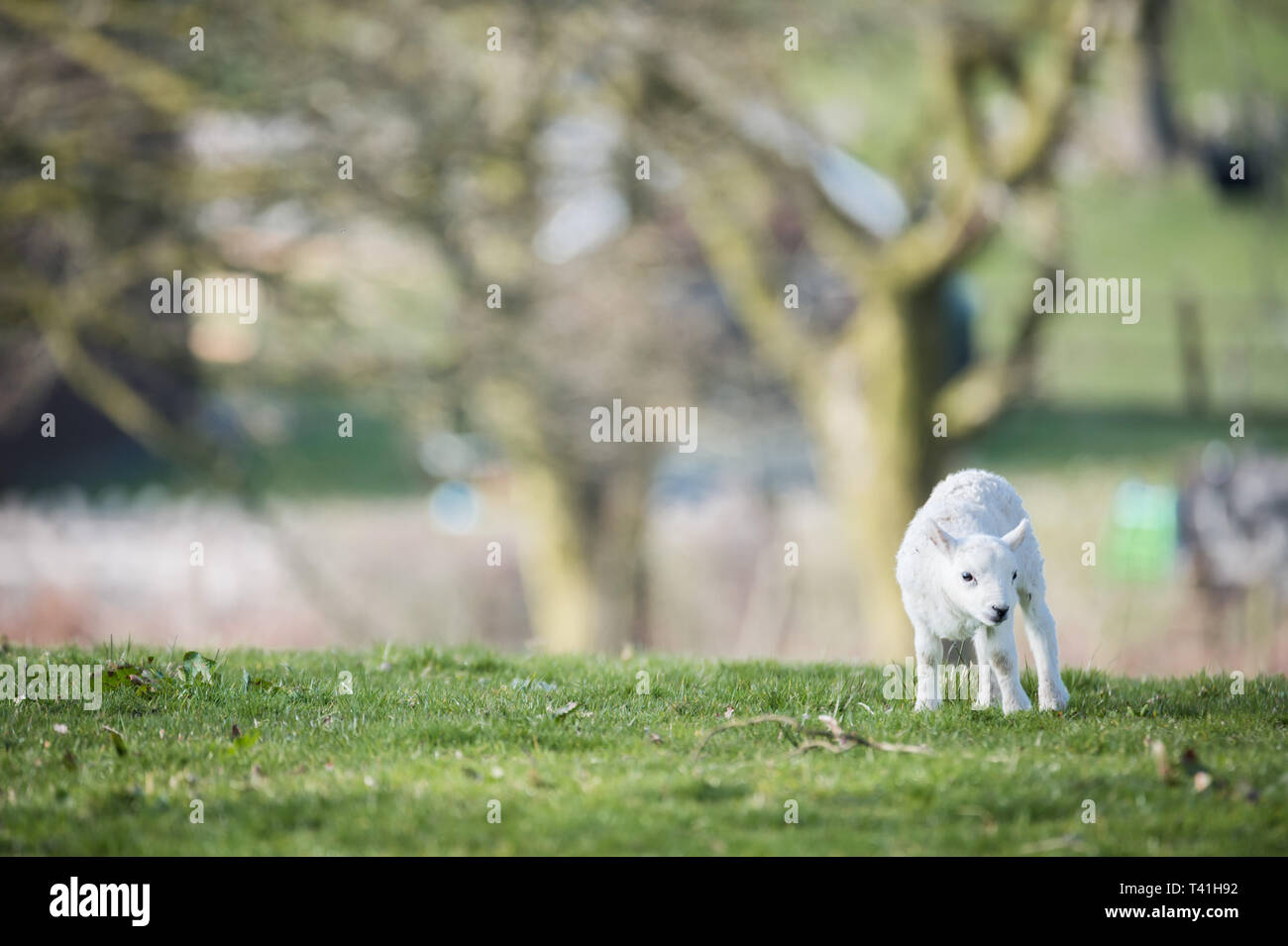 Lamb, alone, on a field with sun Stock Photo - Alamy