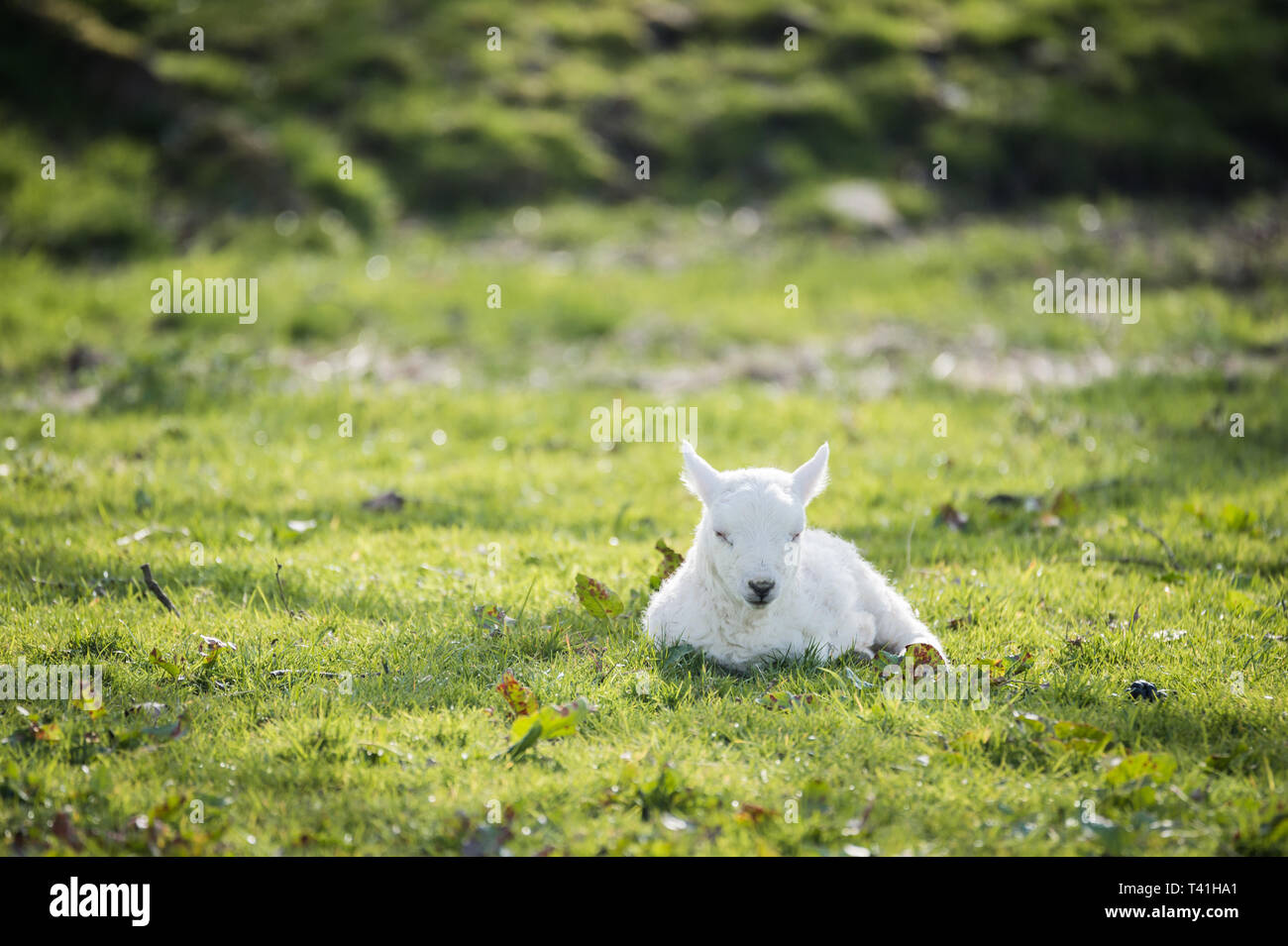 Lamb, alone, on a field with sun Stock Photo - Alamy