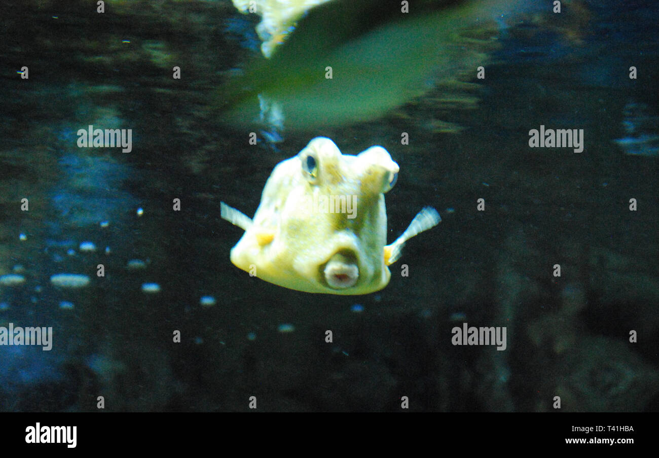 Great capture of a a horned boxfish swimming underwater Stock Photo - Alamy