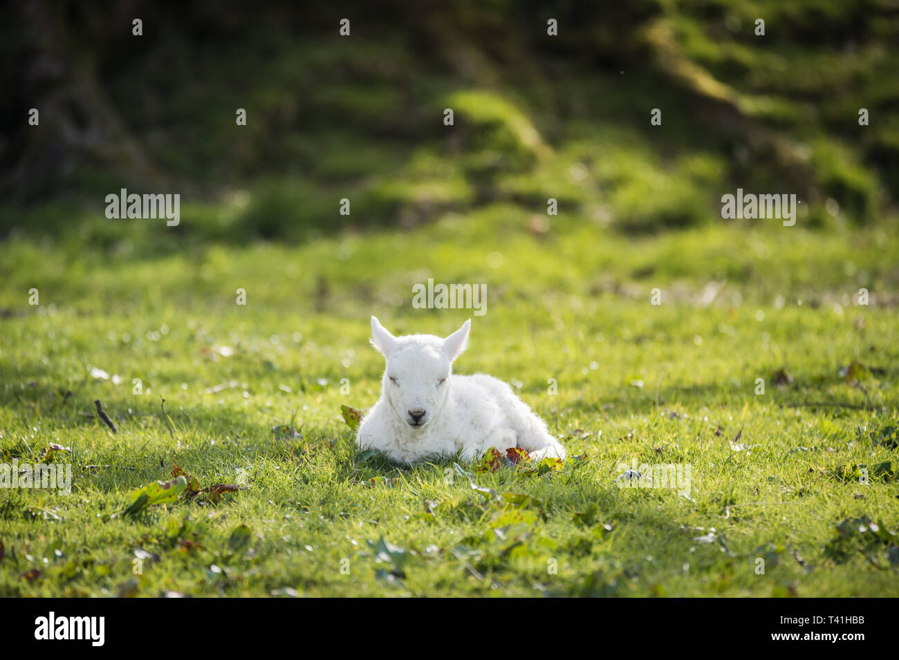 Lamb alone hi-res stock photography and images - Alamy